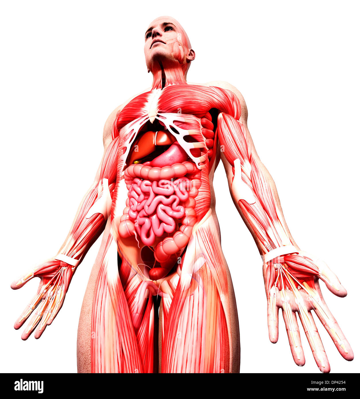 Muscle bladder anatomy Banque de photographies et d’images à haute résolution - Alamy