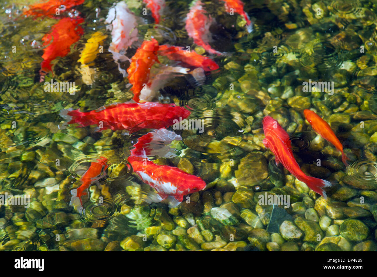 Carpa koi Banque de photographies et d’images à haute résolution - Alamy