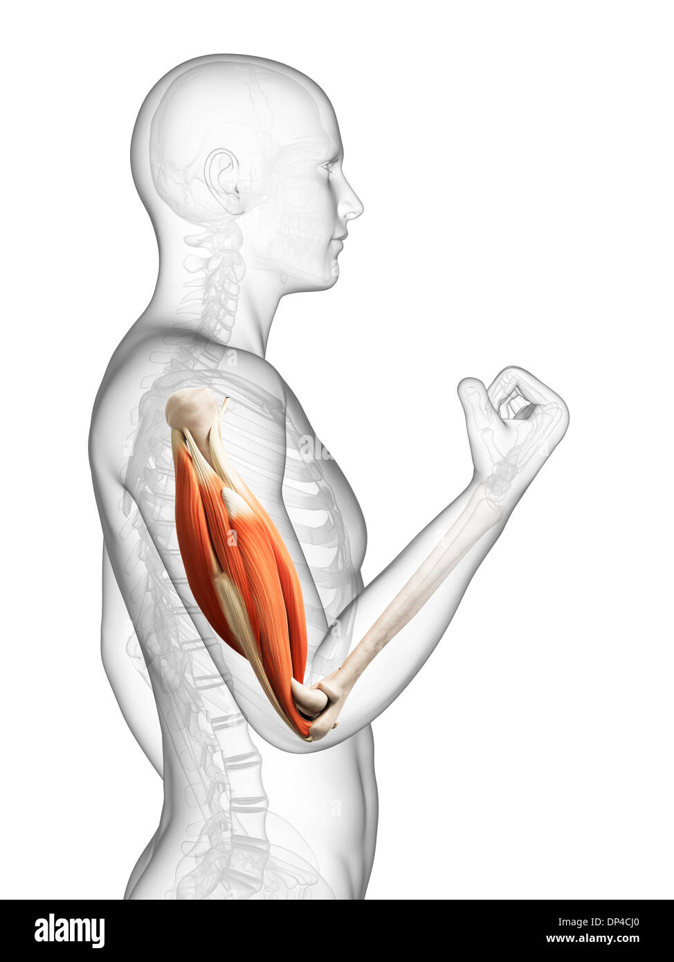 Anatomie du muscle biceps Banque de photographies et d’images à haute résolution - Page 2 - Alamy