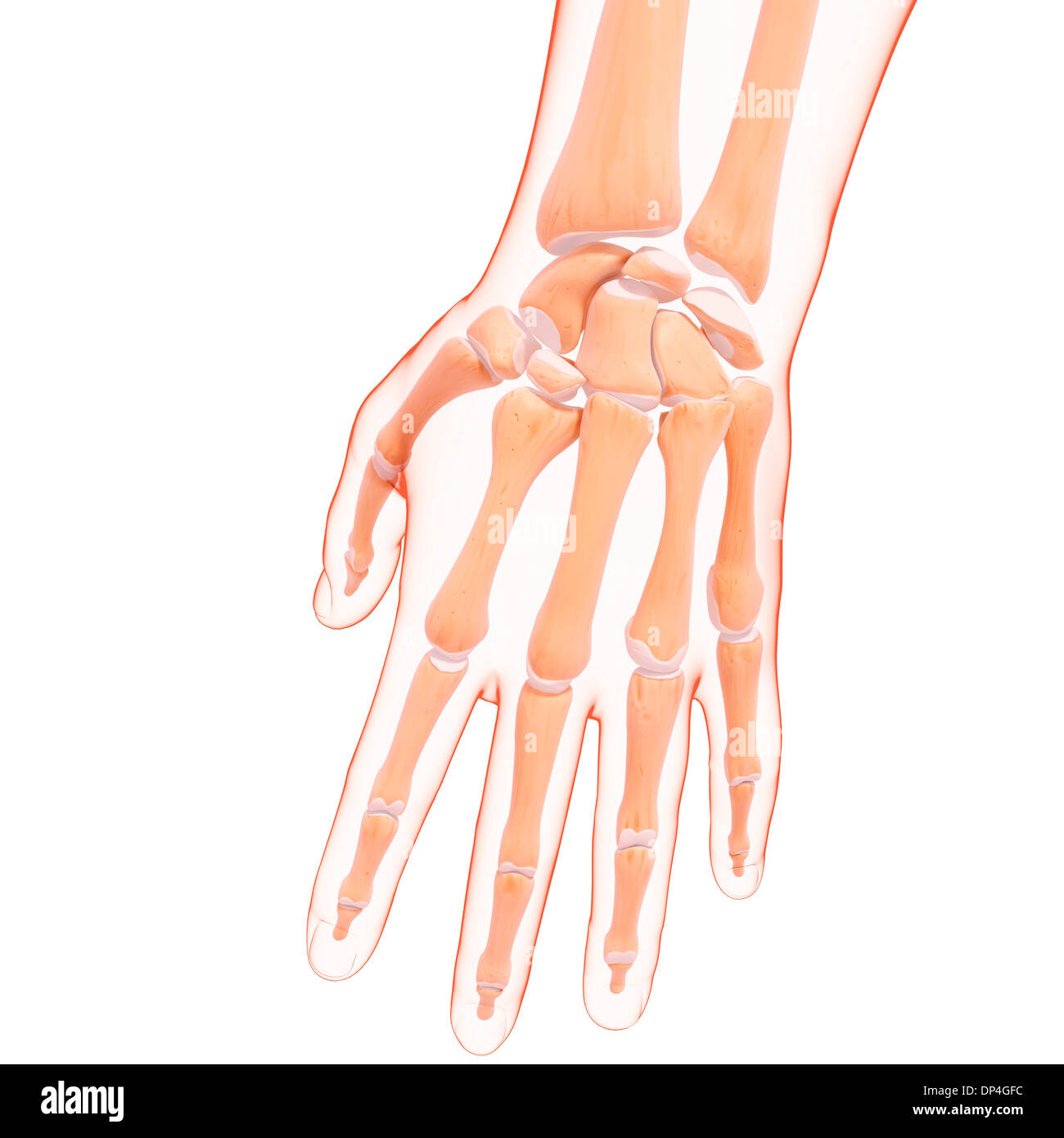 Anatomie de la main humaine Banque d'images détourées - Alamy