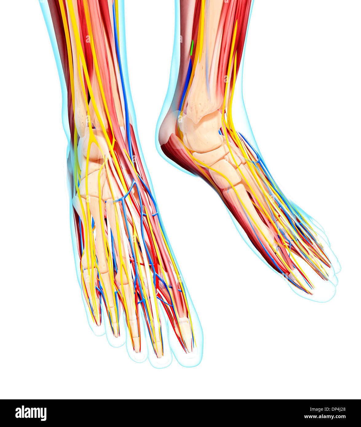 Anatomie du pied humain Banque de photographies et d’images à haute ...