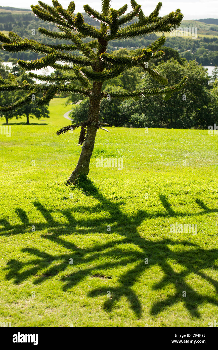 Ombre dun arbre Banque de photographies et d’images à haute résolution ...