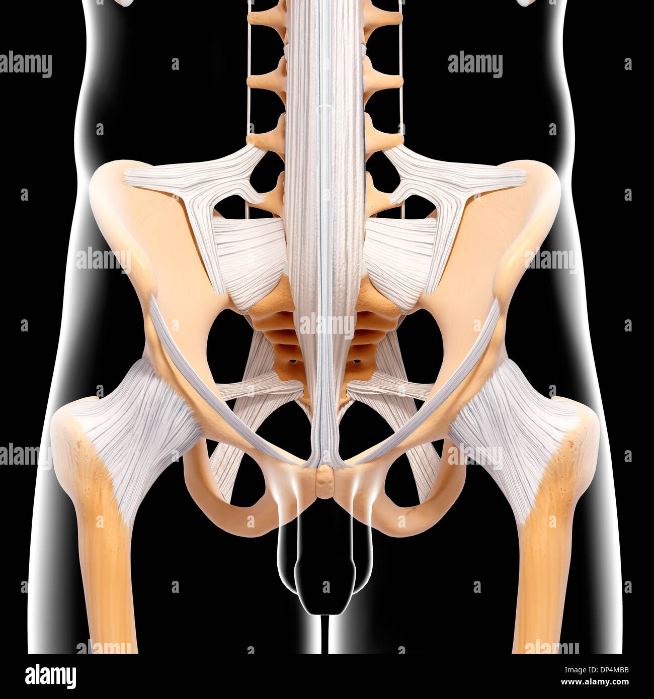 Os du bassin des hommes Banque de photographies et d’images à haute ...