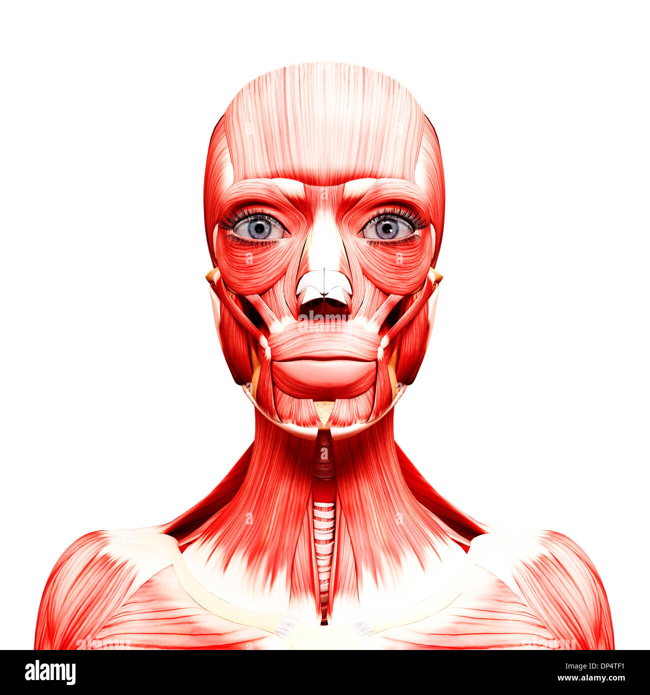 Muscle de la tête humaine Banque d'images détourées - Alamy