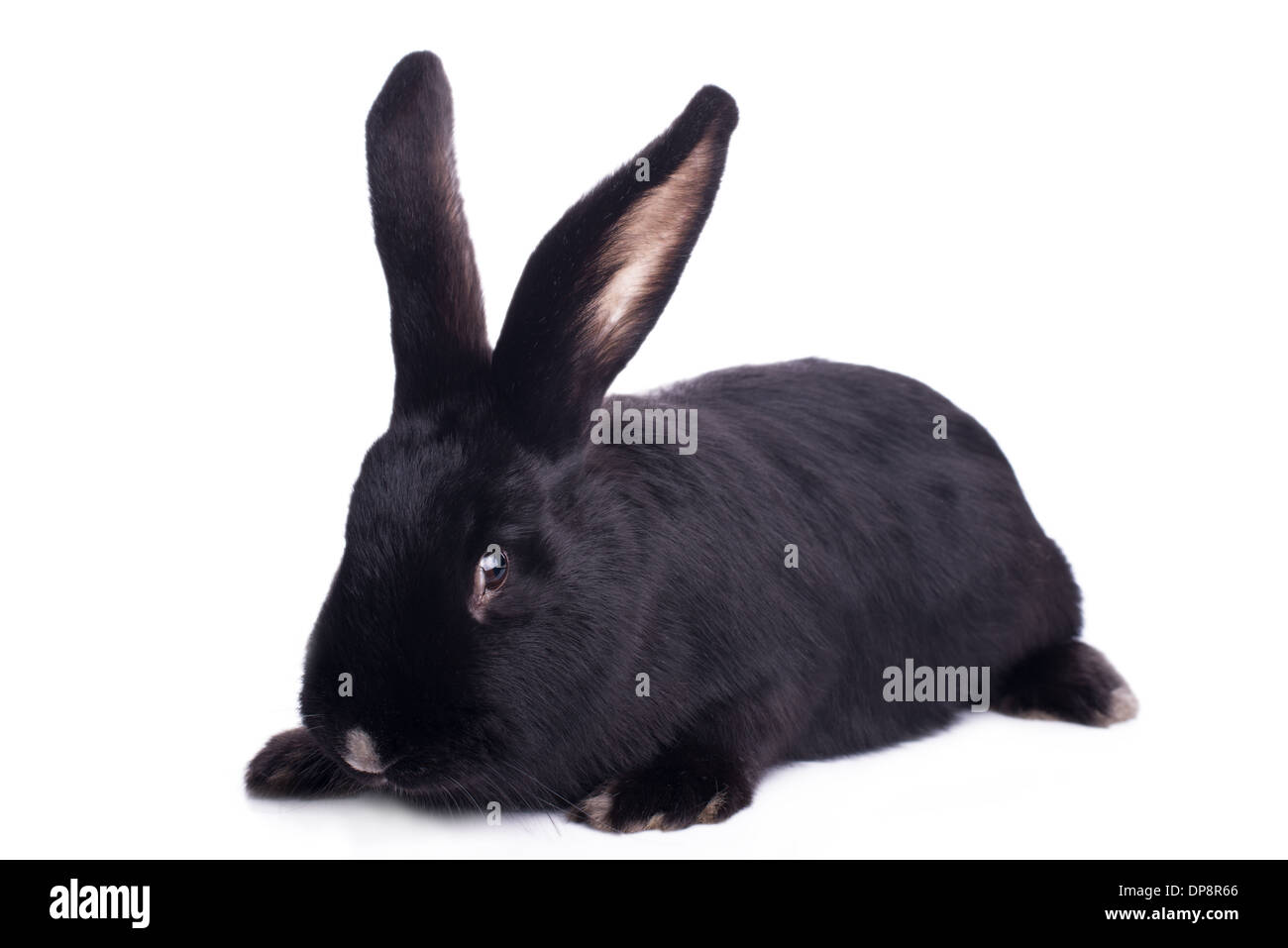 Lapin nain noir sur fond blanc Banque de photographies et d’images à ...