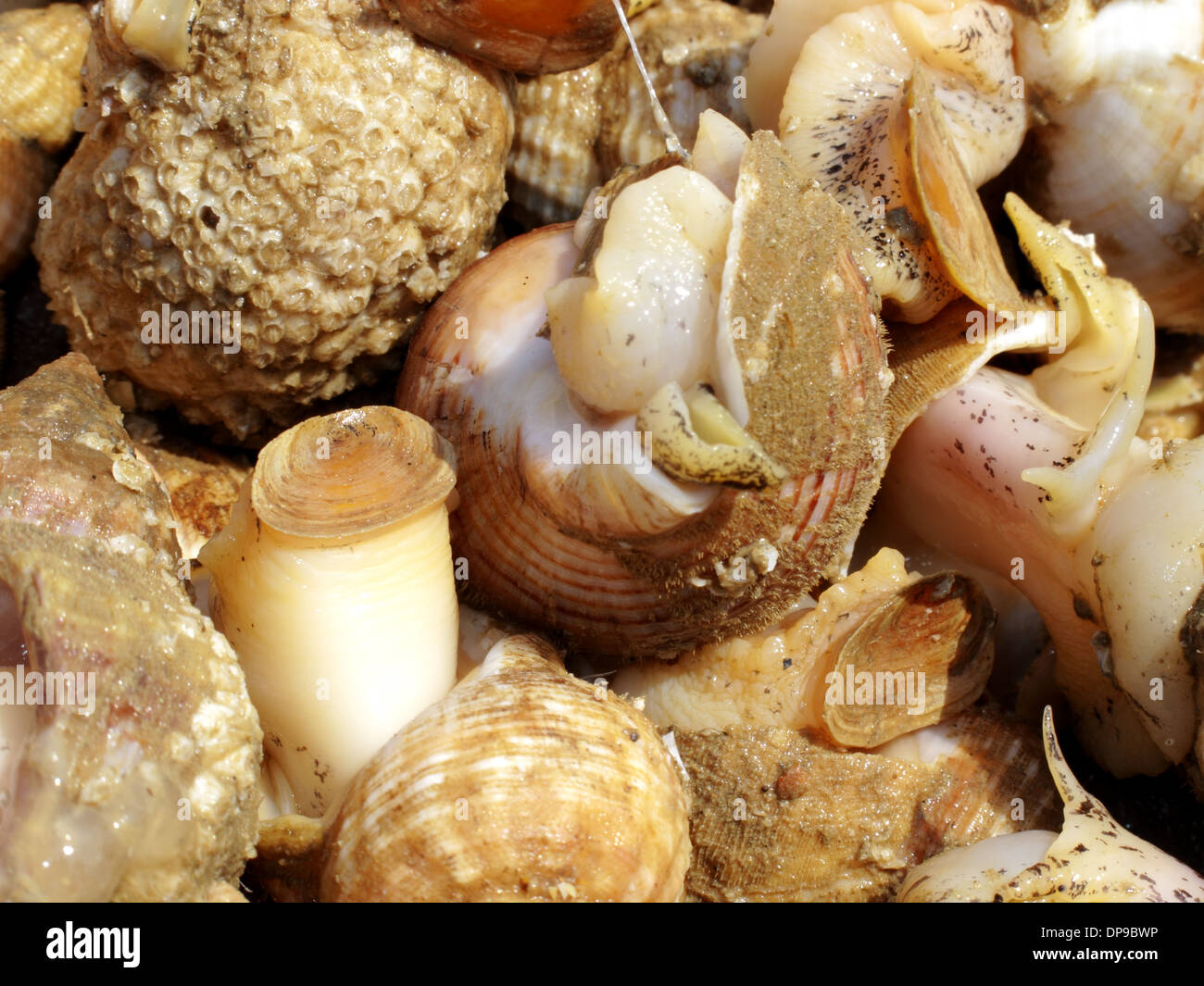 Whelks seafood Banque de photographies et d’images à haute résolution ...