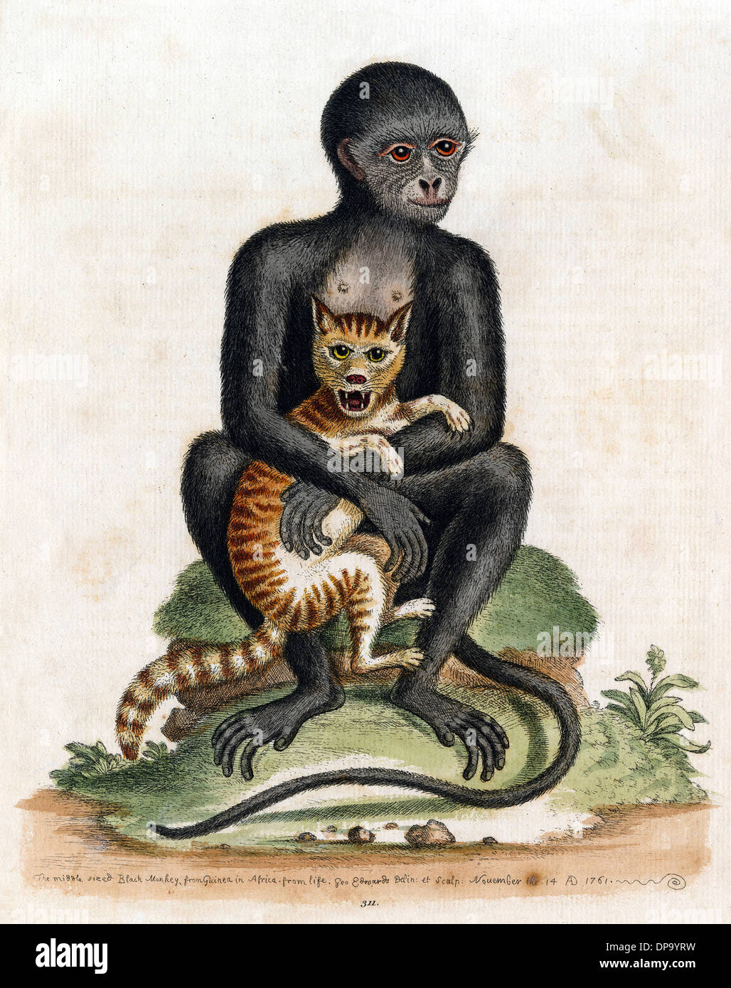 Singe de chat Banque de photographies et d’images à haute résolution ...