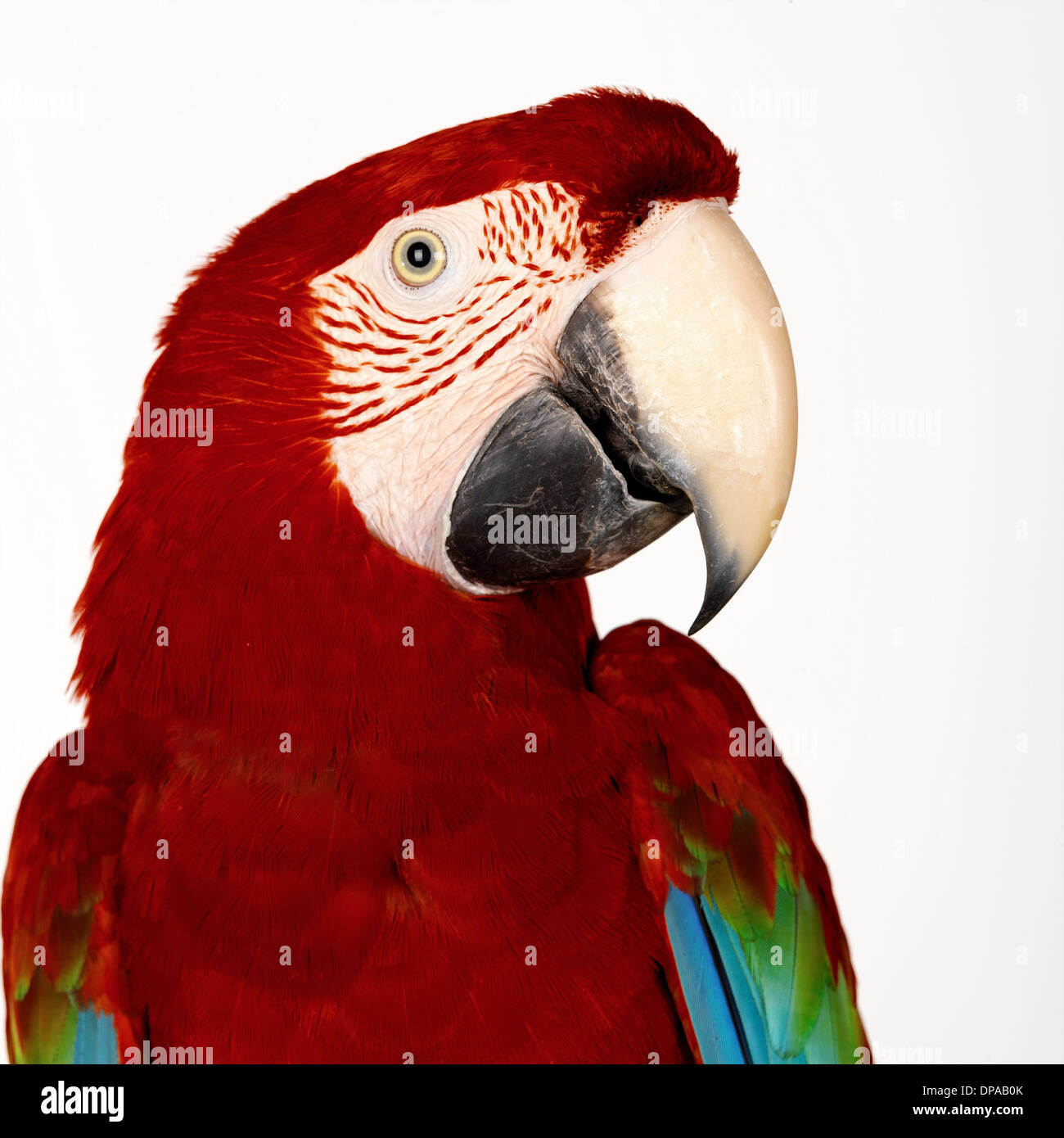 Green wing Banque de photographies et d’images à haute résolution - Alamy
