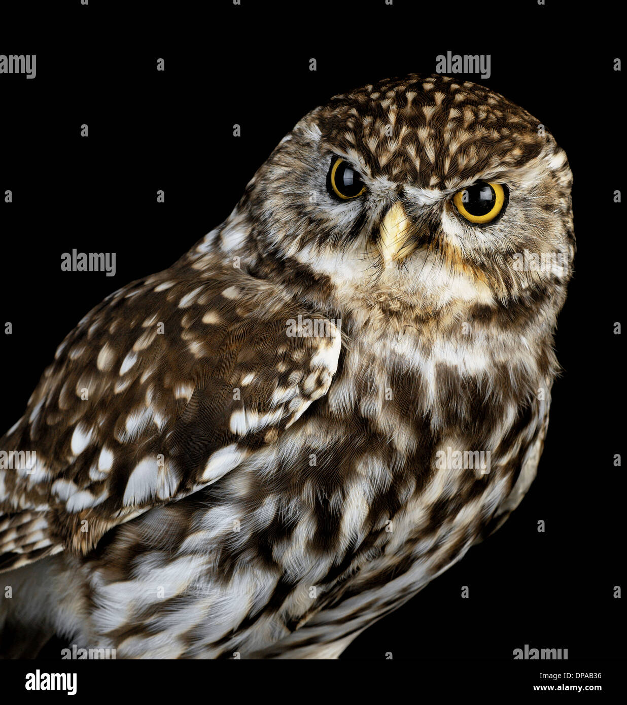 Half owl Banque de photographies et d’images à haute résolution - Alamy