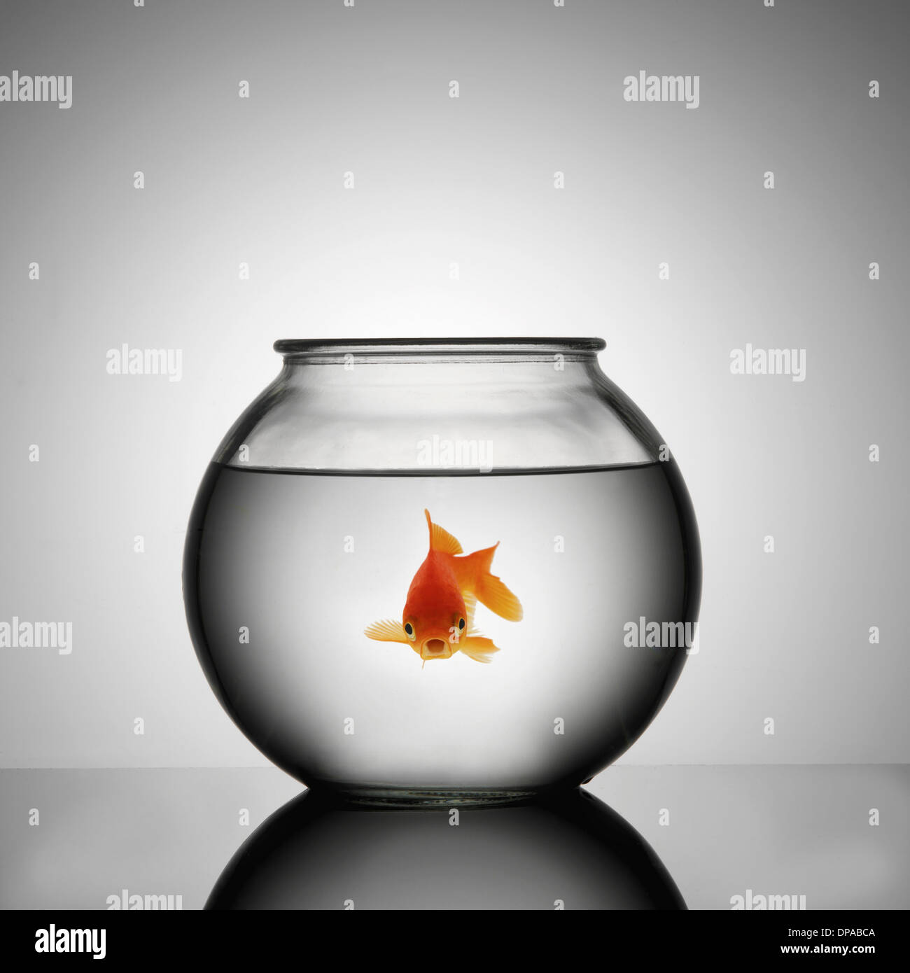 Goldfish bowl Banque de photographies et d’images à haute résolution ...