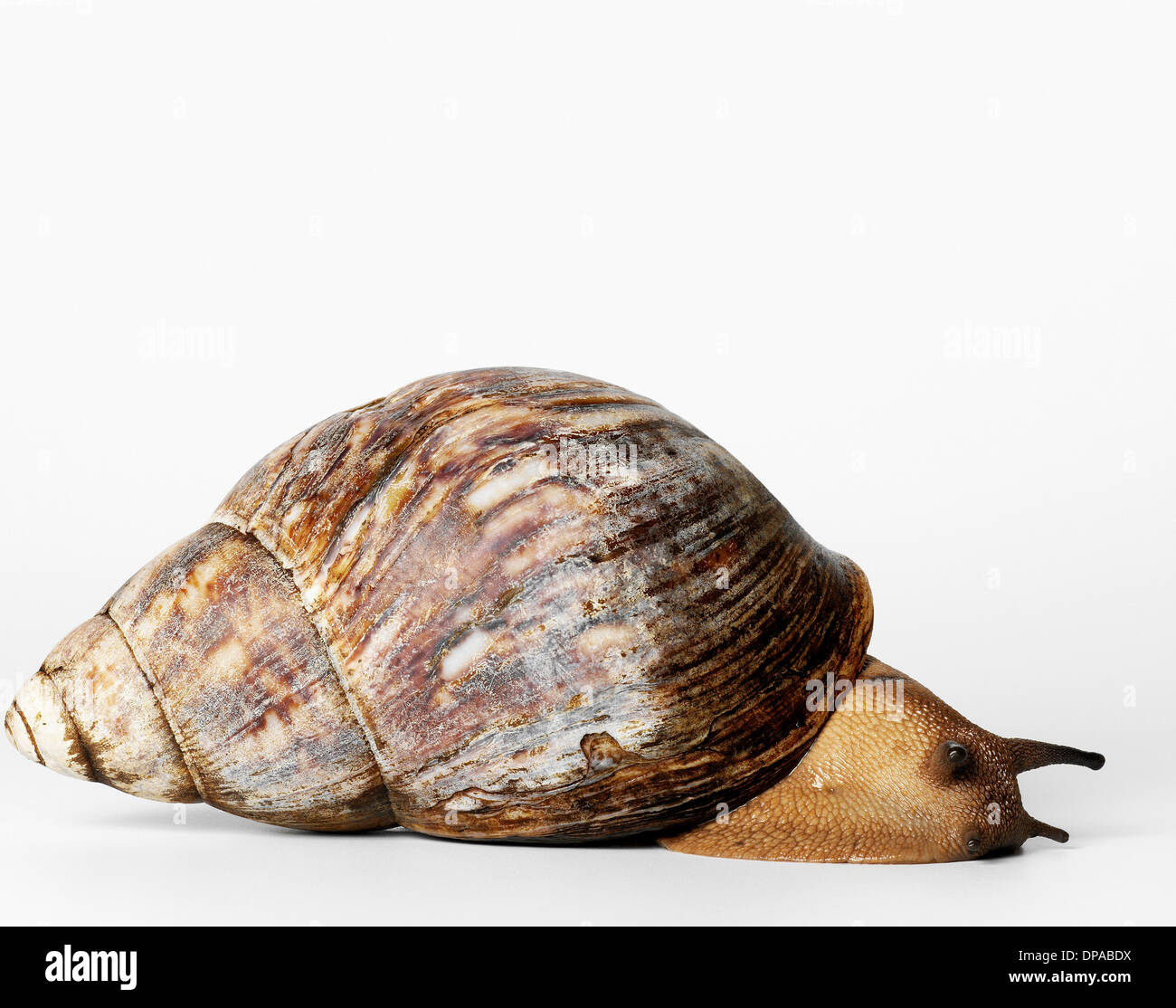 African snail Banque de photographies et d’images à haute résolution ...