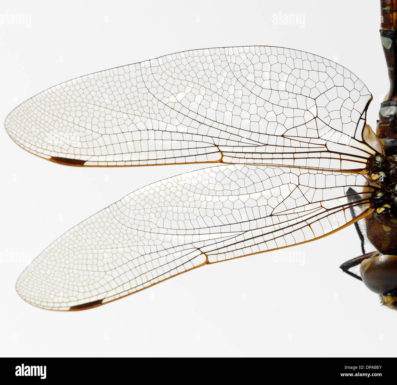 Ailes de libellule Banque de photographies et d’images à haute ...
