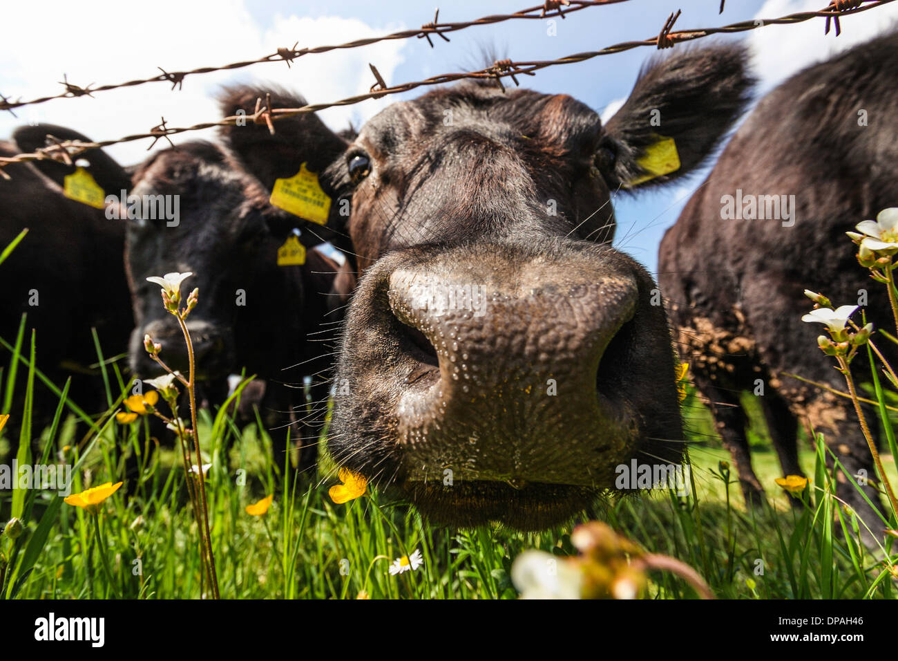 Nez de vaches gros plan Banque de photographies et d’images à haute ...