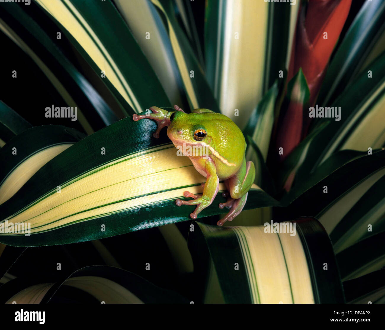 Une Plante Banque De Photographies Et Dimages à Haute Résolution Alamy