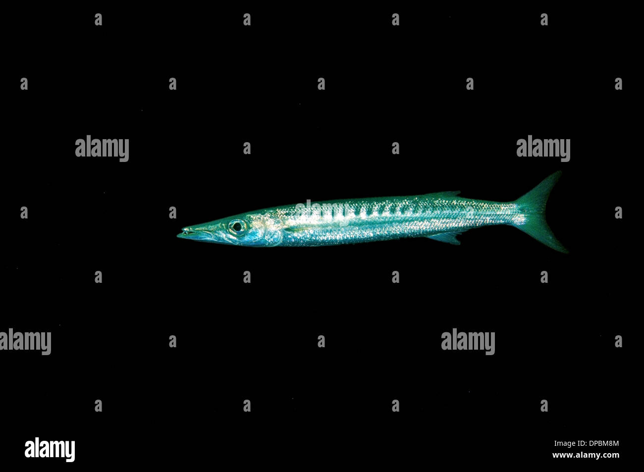 Grand barracuda (Sphyraena barracuda géant ou barracuda) Red Sea, Egypt ...