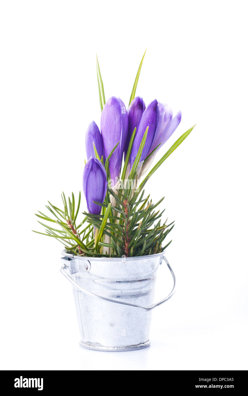 Fleurs de crocus blanc crocus sur l'alpage Banque d'images détourées ...