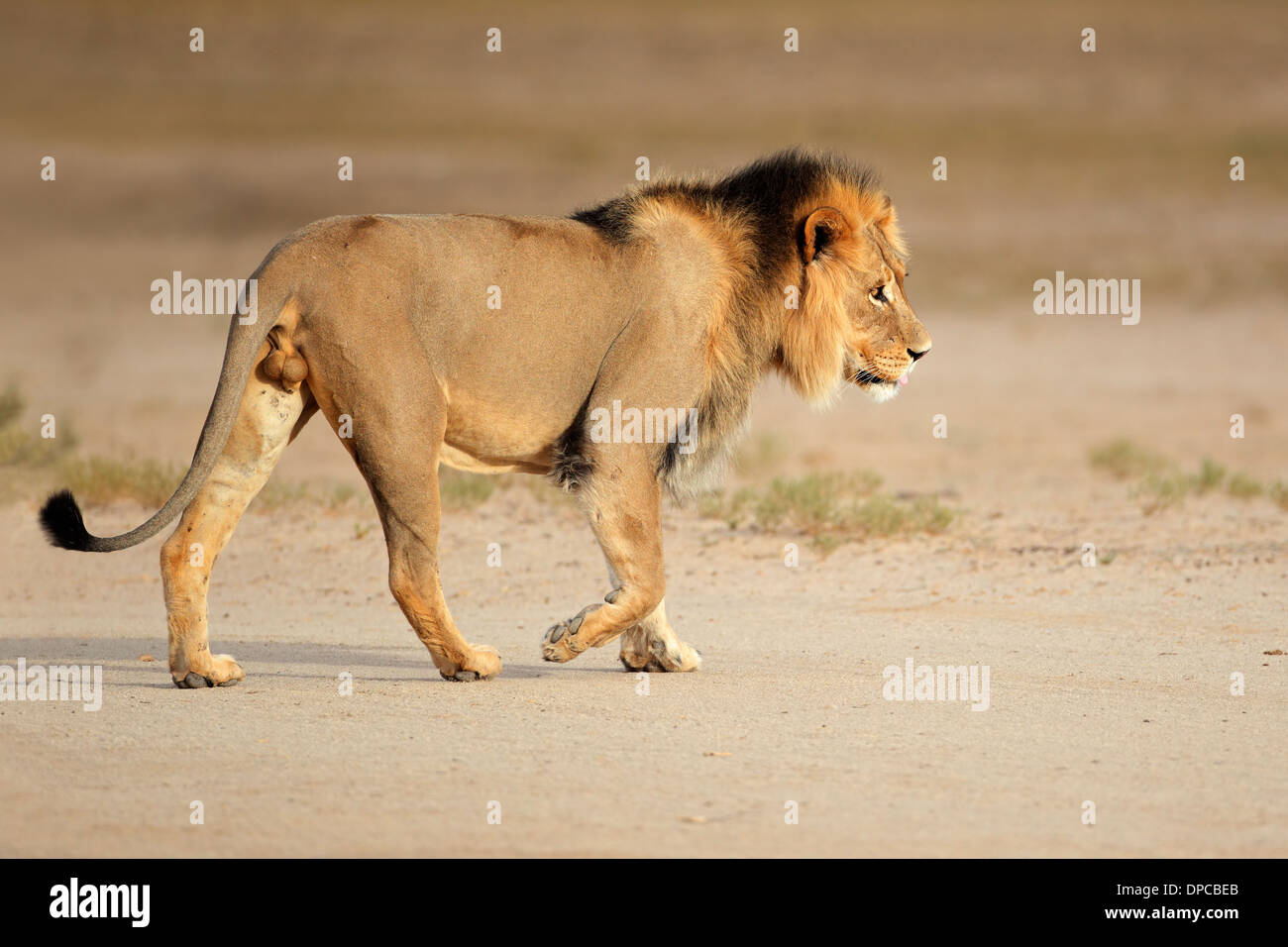Afrique afrique lion queue chat félin Banque de photographies et d ...