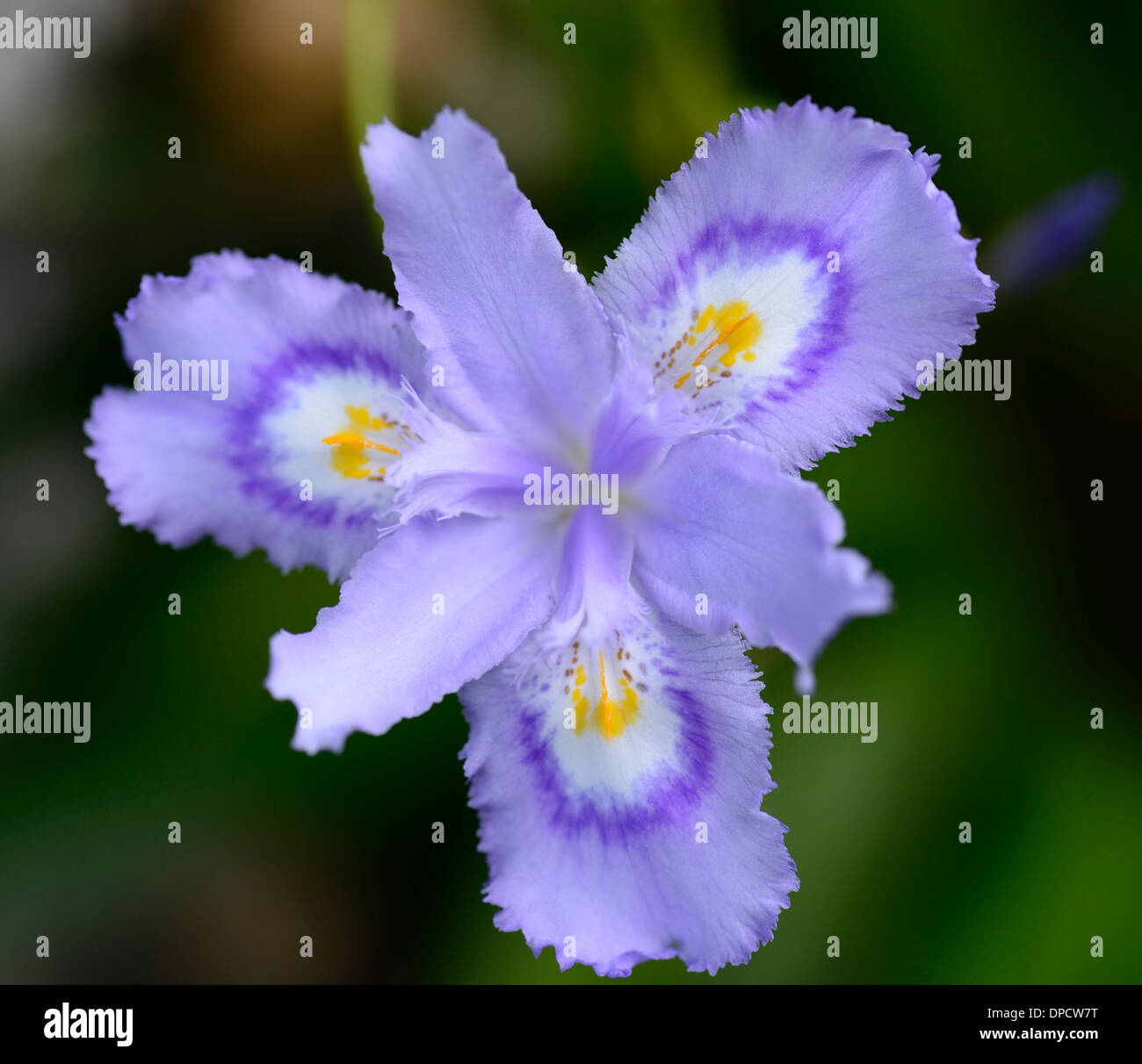 Iris confusa martyn rix Banque de photographies et d’images à haute ...