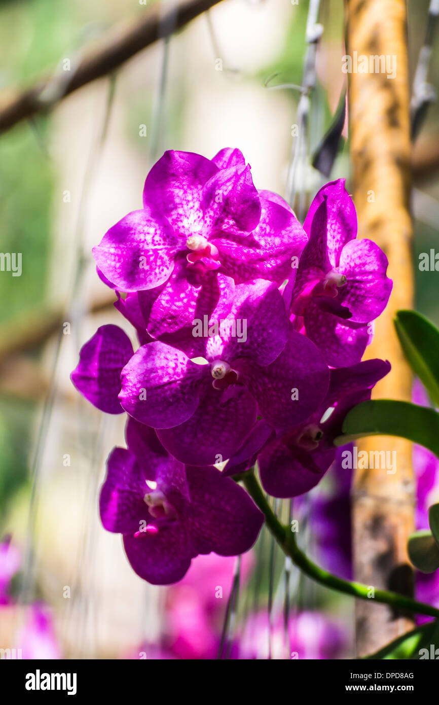 Vanda orchid Banque de photographies et d’images à haute résolution - Alamy