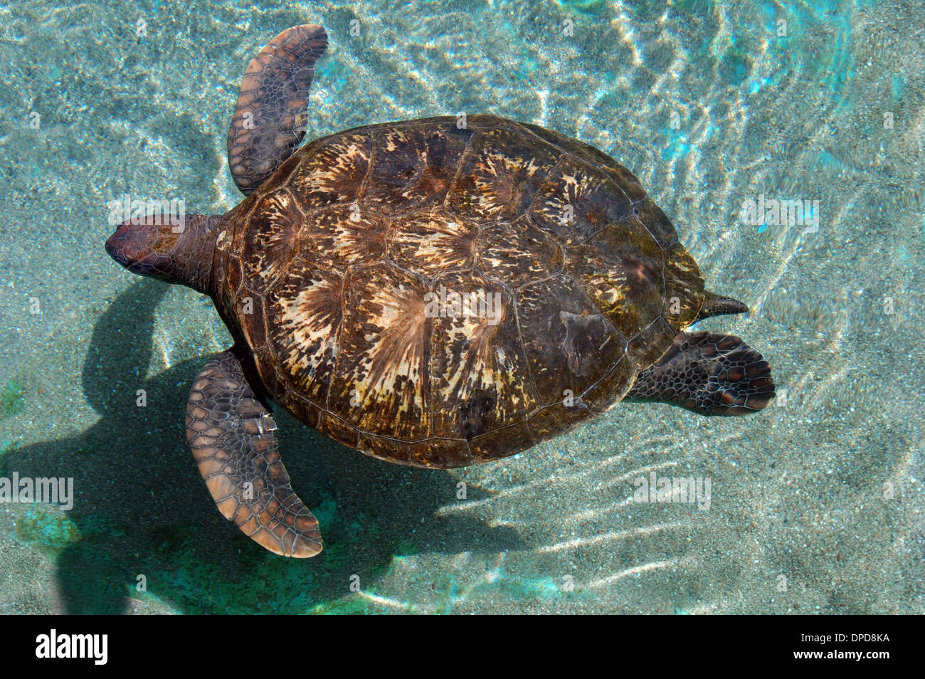 Tortue Marine Vue Sur Le Dos Banque De Photographies Et D images tortue-marine-vue-sur-le-dos-banque-de-photographies-et-d-images