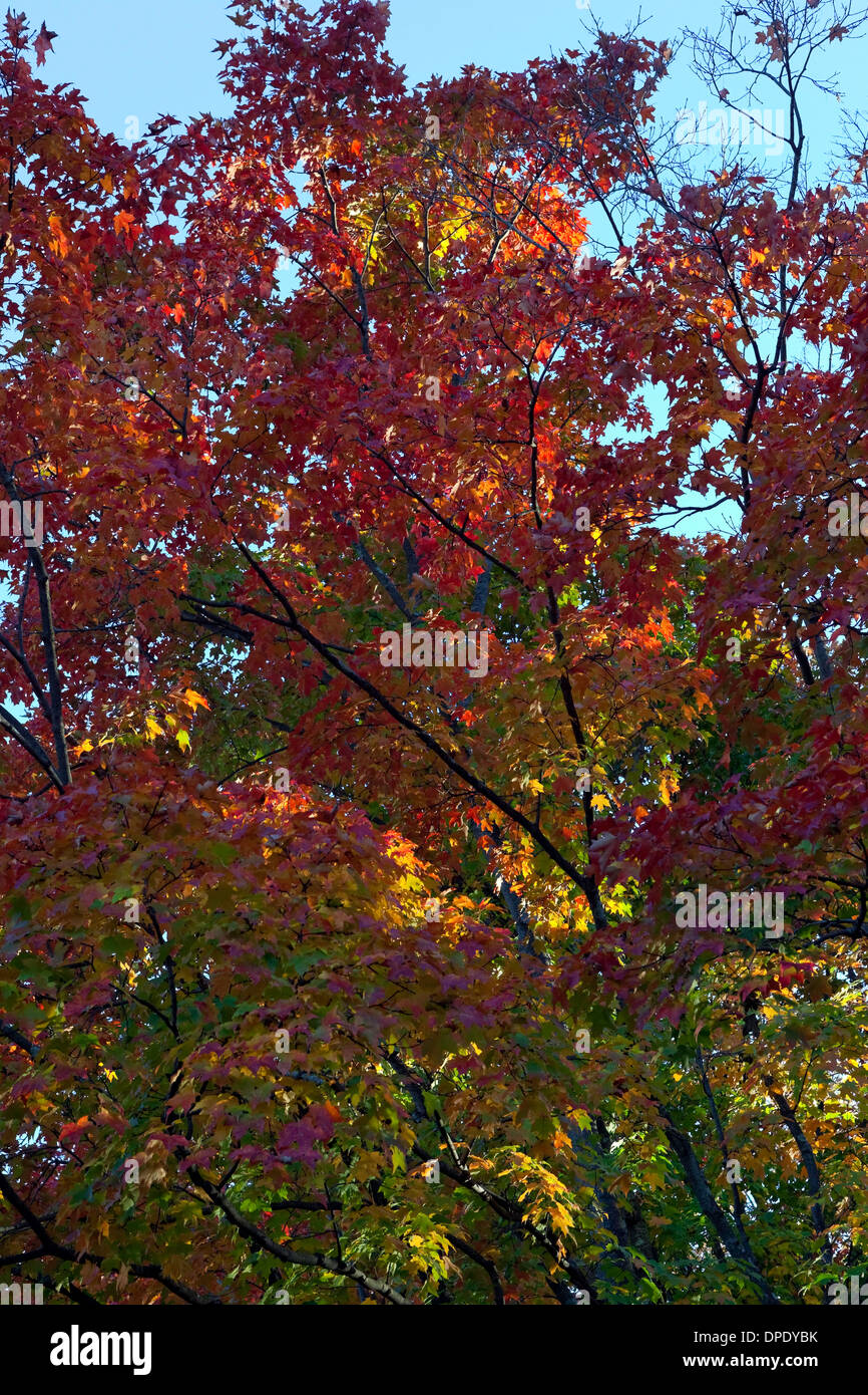 érable à sucre automne Banque de photographies et d’images à haute ...