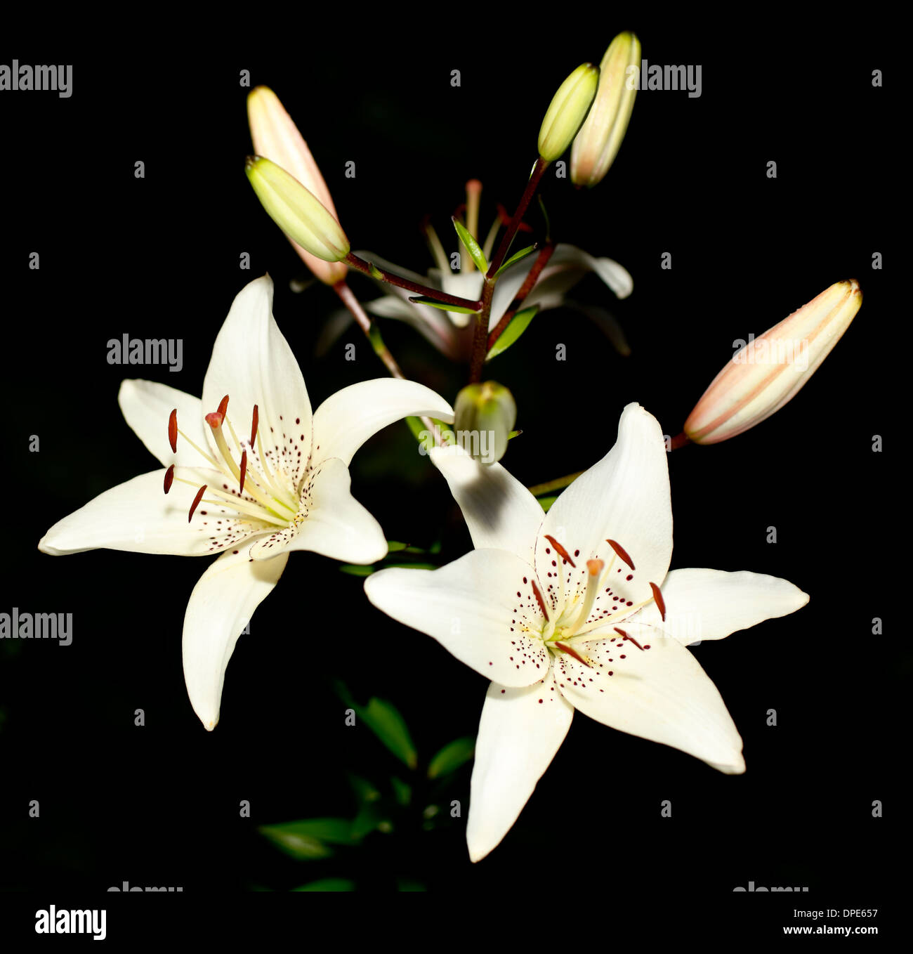 Fleurs de lys blanc bouquet Banque de photographies et d’images à haute résolution - Alamy