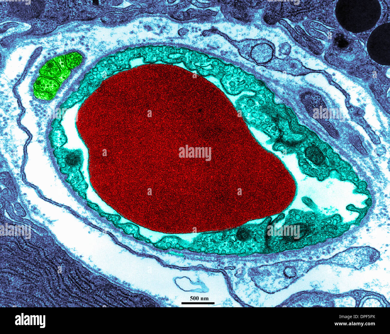 Vaisseaux sanguins capillaires Banque de photographies et d’images à ...