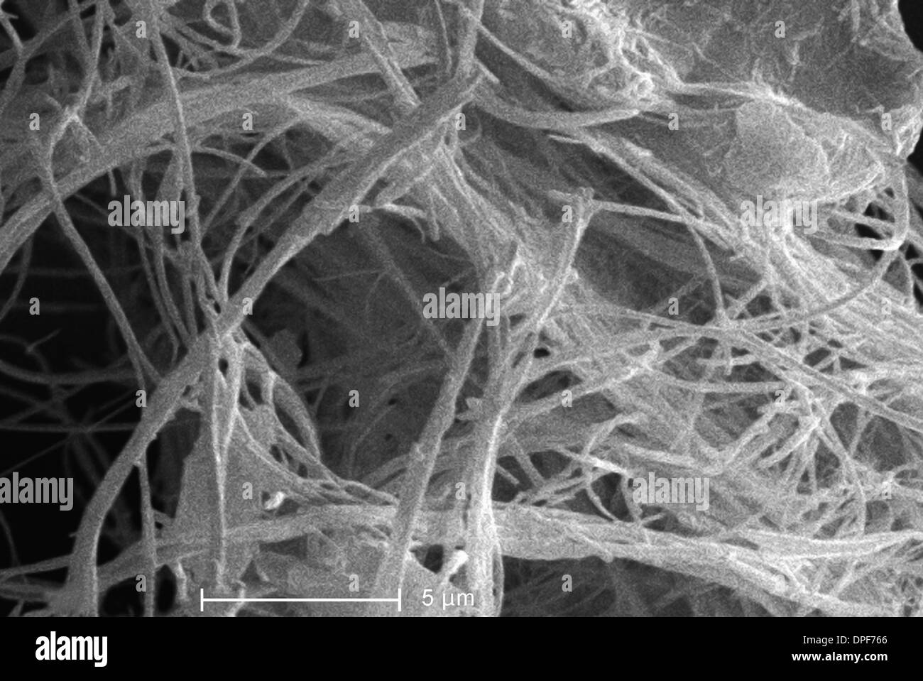 Microscopie éléctronique à balayage Banque de photographies et d’images ...