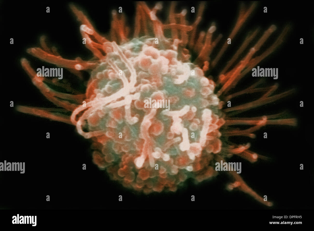 White blood cell electron micrograph Banque de photographies et d ...