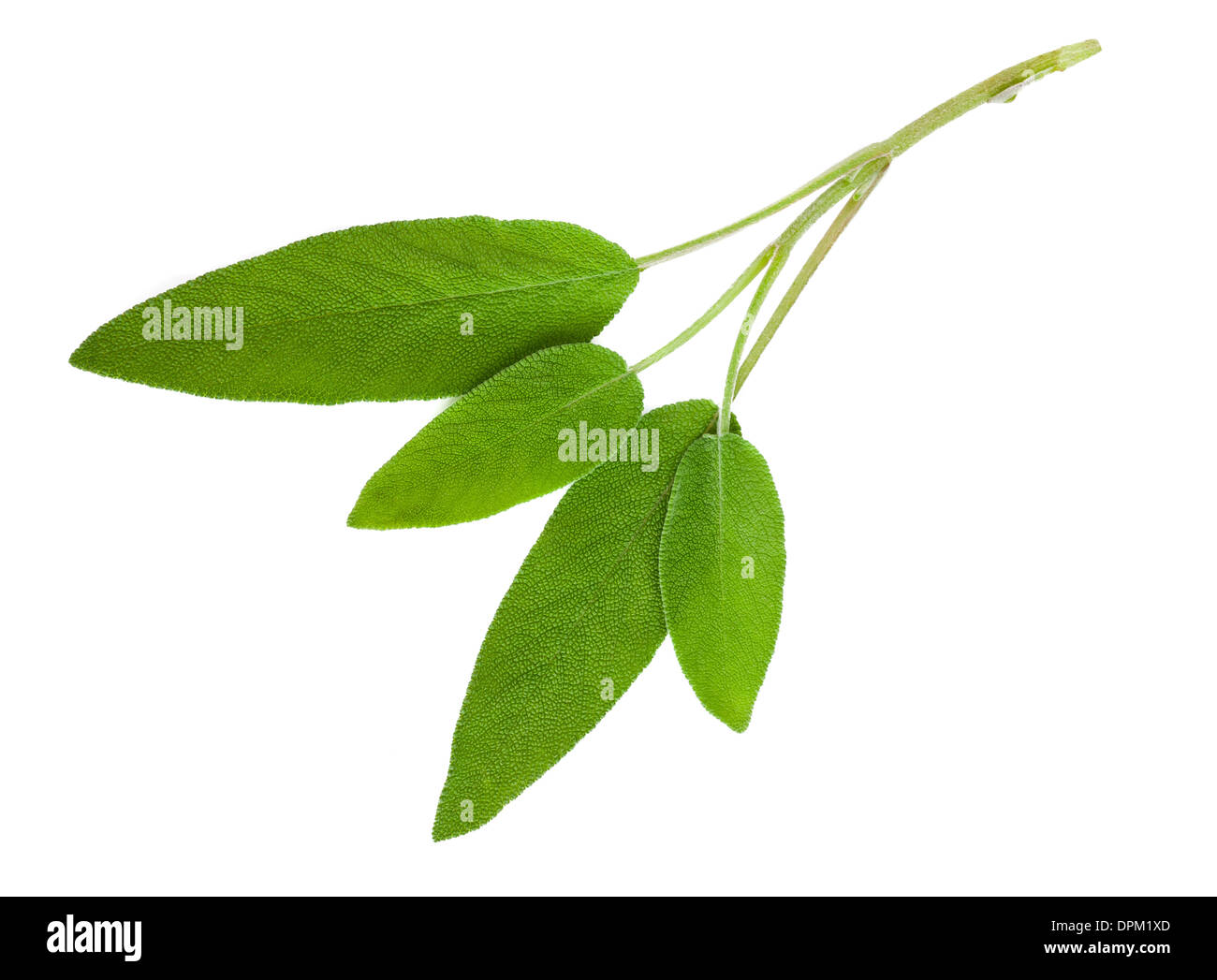 Sauge salvia officinalis Banque d'images détourées - Alamy