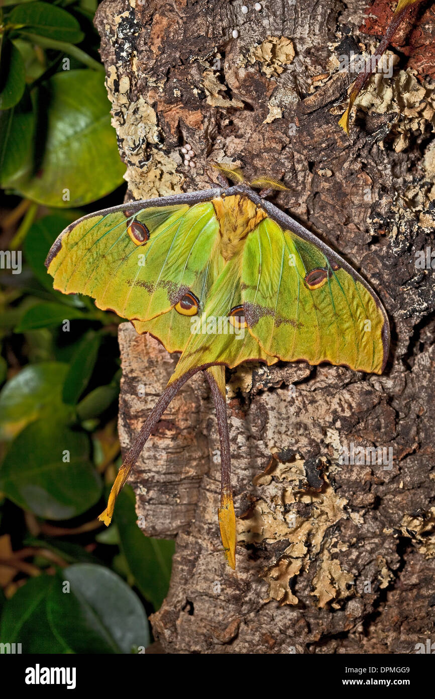 African moth Banque de photographies et d’images à haute résolution - Alamy