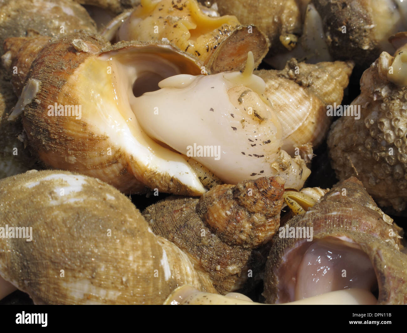Whelks seafood Banque de photographies et d’images à haute résolution ...