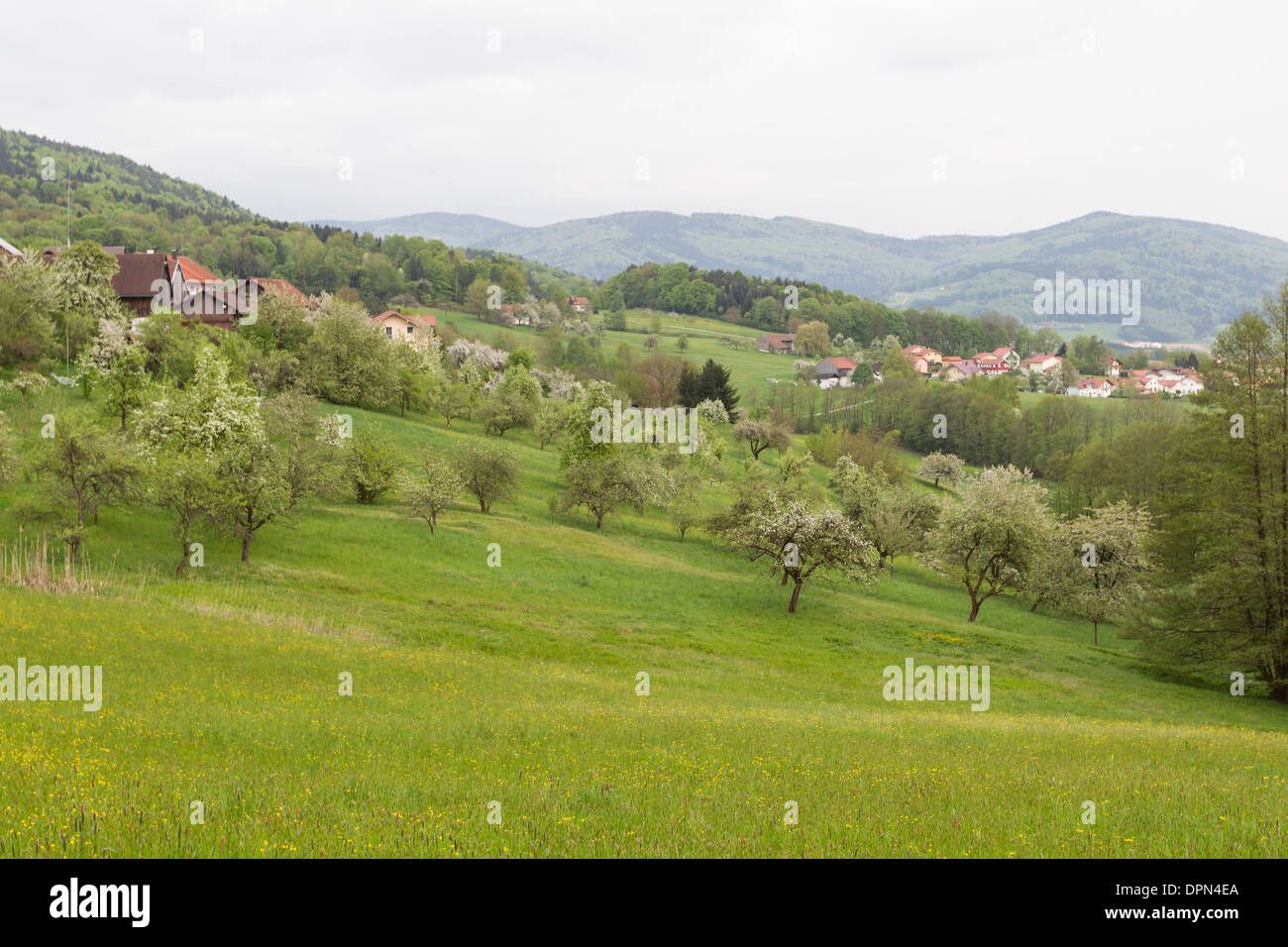 Arbres fruitiers Banque de photographies et d’images à haute résolution ...