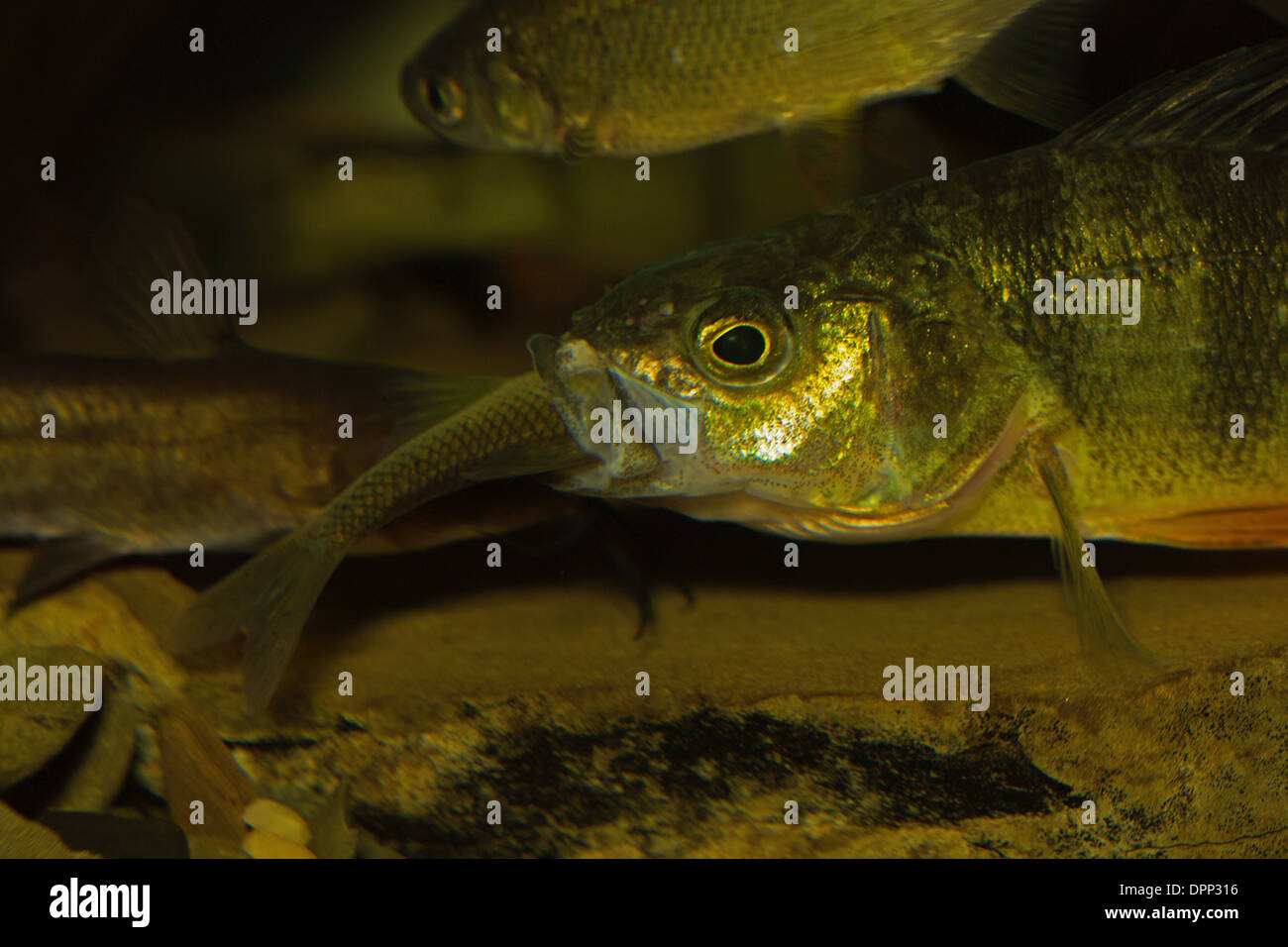 Poissons d'aquarium avec nageoires et queue jaunes Banque de ...