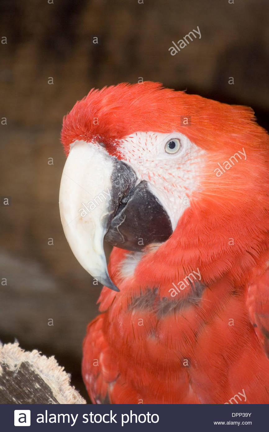 L'oiseau rouge Banque de photographies et d’images à haute résolution ...