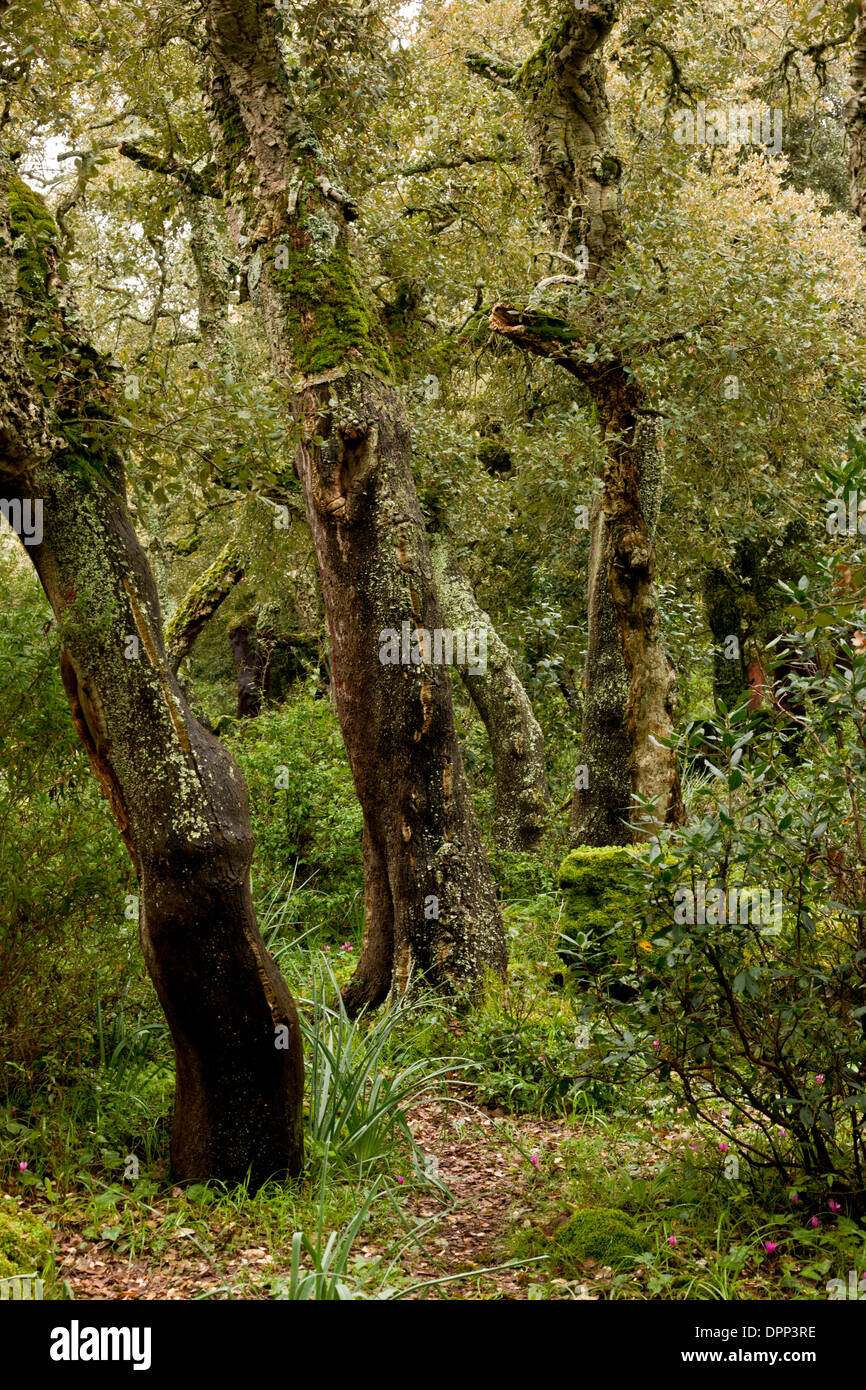 Forêt de chêne liège géré sur le plateau basaltique de la Giara di ...