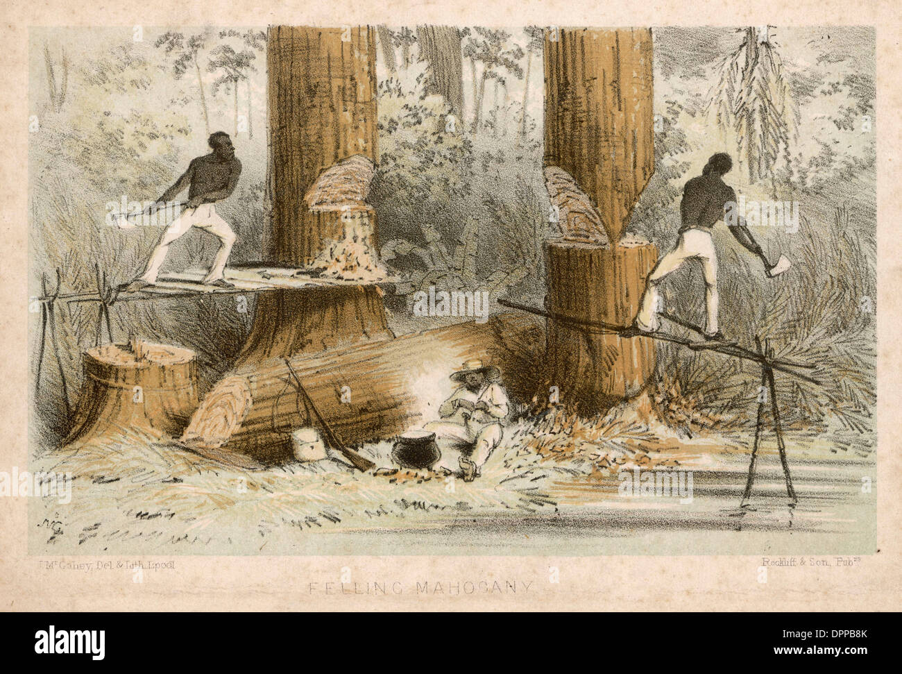 En acajou Banque de photographies et d’images à haute résolution - Alamy