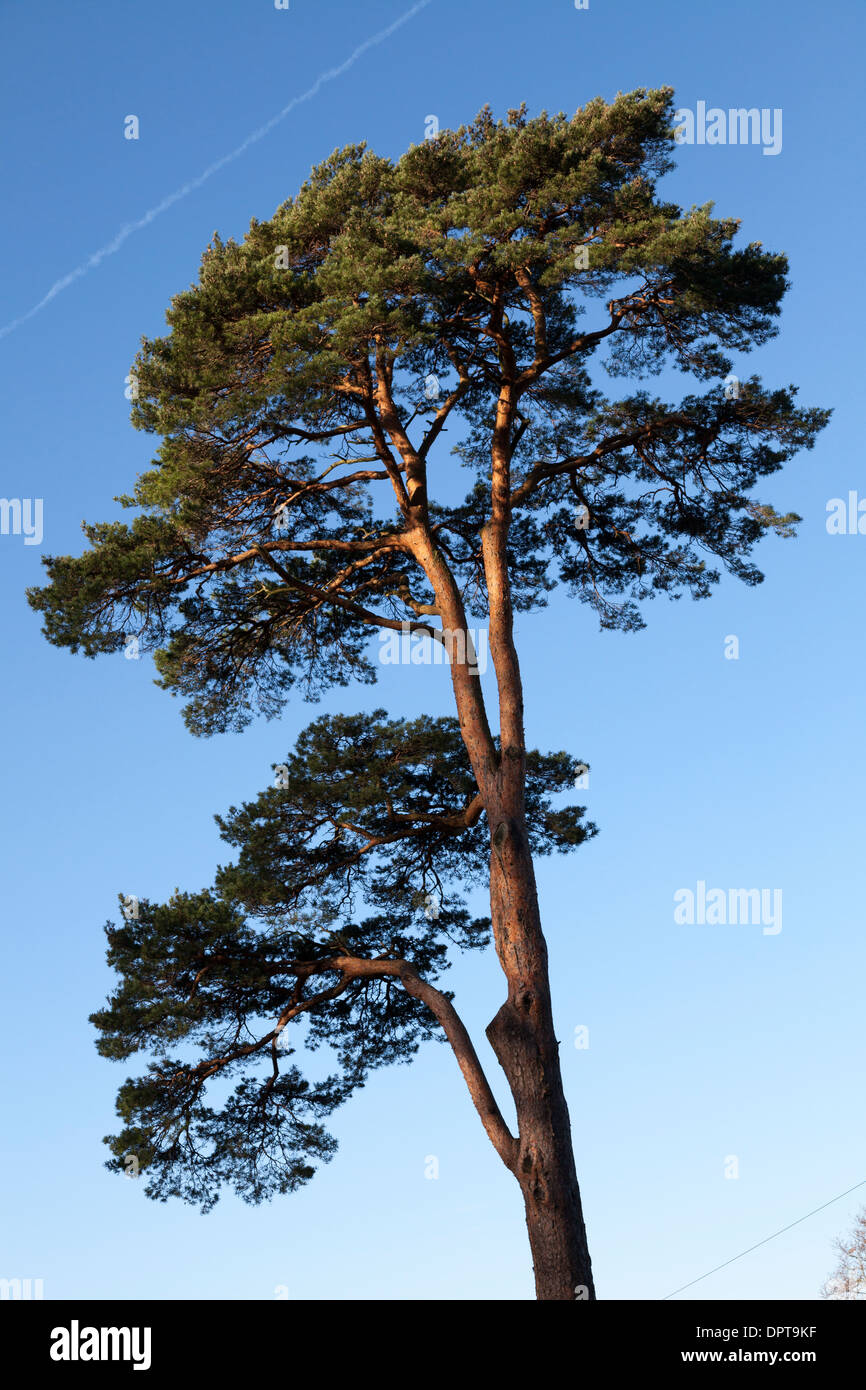 Pin sylvestre pinus sylvestris Banque de photographies et d’images à ...