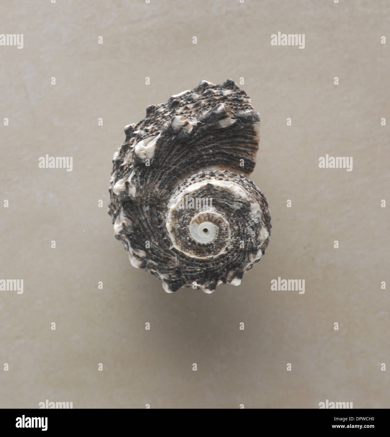 Les fossiles Banque de photographies et d’images à haute résolution - Alamy