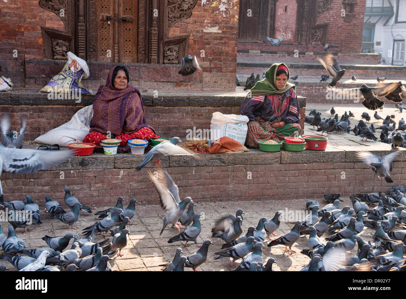 Nepal nepali pigeon pigeons Banque de photographies et d’images à haute ...