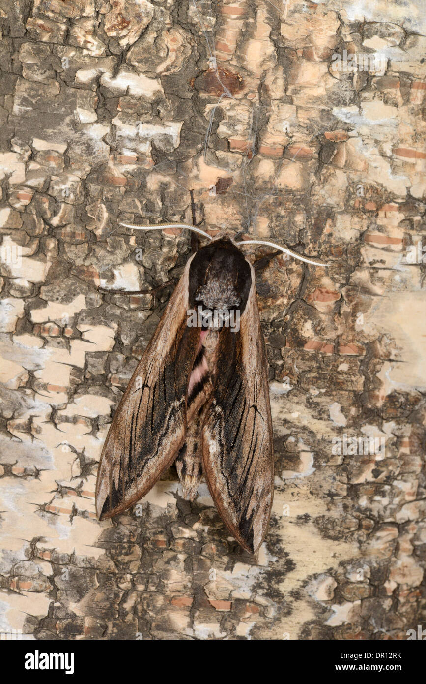 Position du sphinx Banque de photographies et d’images à haute ...