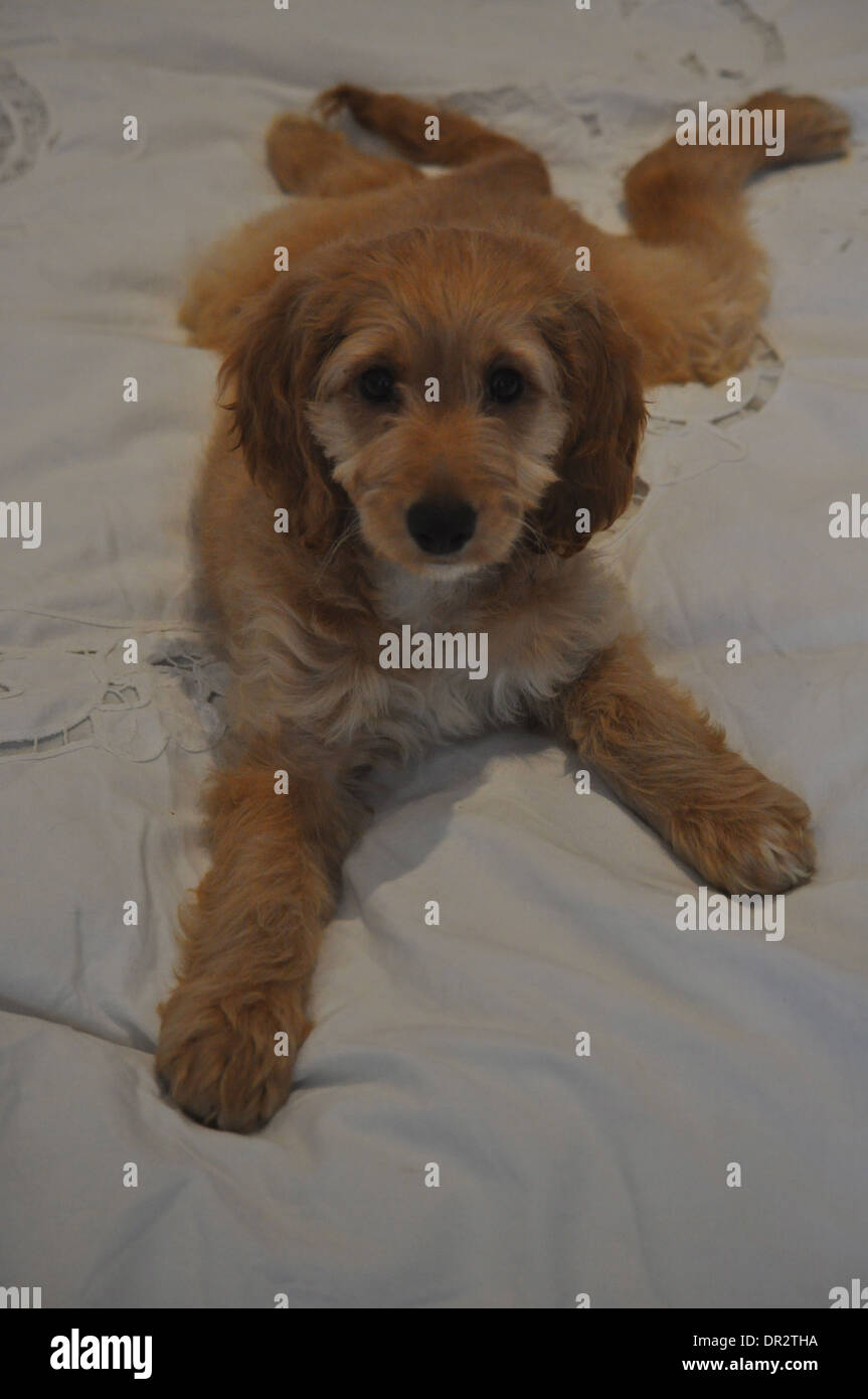 Chien chiot cockapoo Banque de photographies et d’images à haute résolution - Alamy