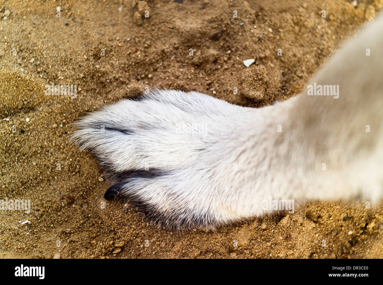 Patte de chien Banque de photographies et d’images à haute résolution ...