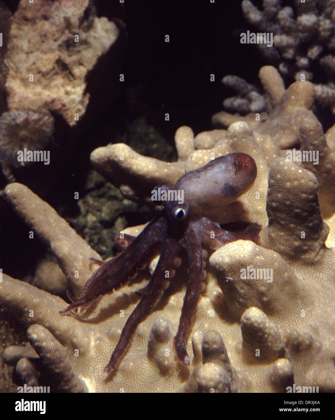 Octopus mating Banque de photographies et d’images à haute résolution ...