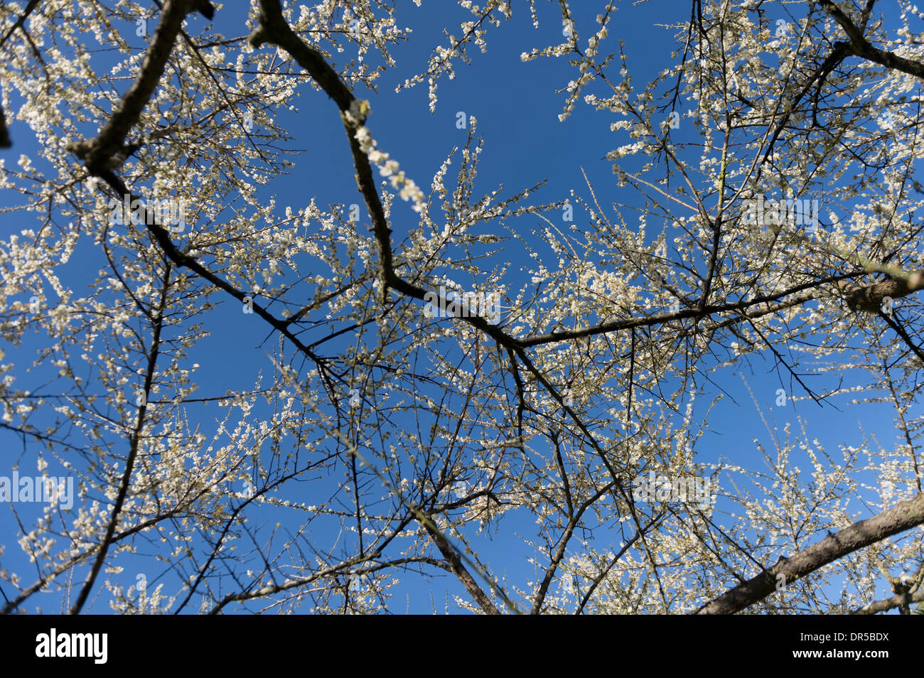 Prunier en fleur Banque de photographies et d’images à haute résolution ...