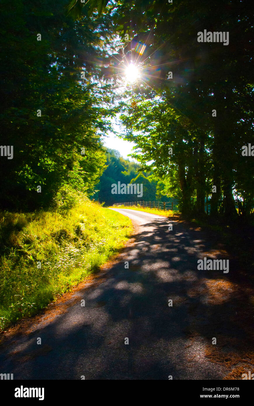 Road between trees Banque de photographies et d’images à haute ...
