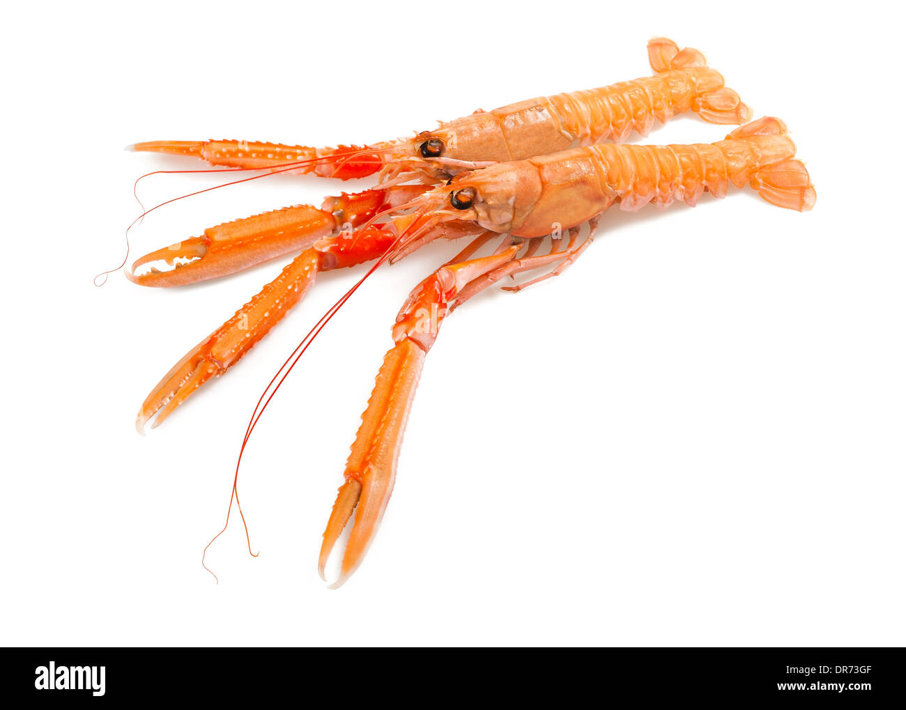 De crustacés Banque de photographies et d’images à haute résolution - Alamy