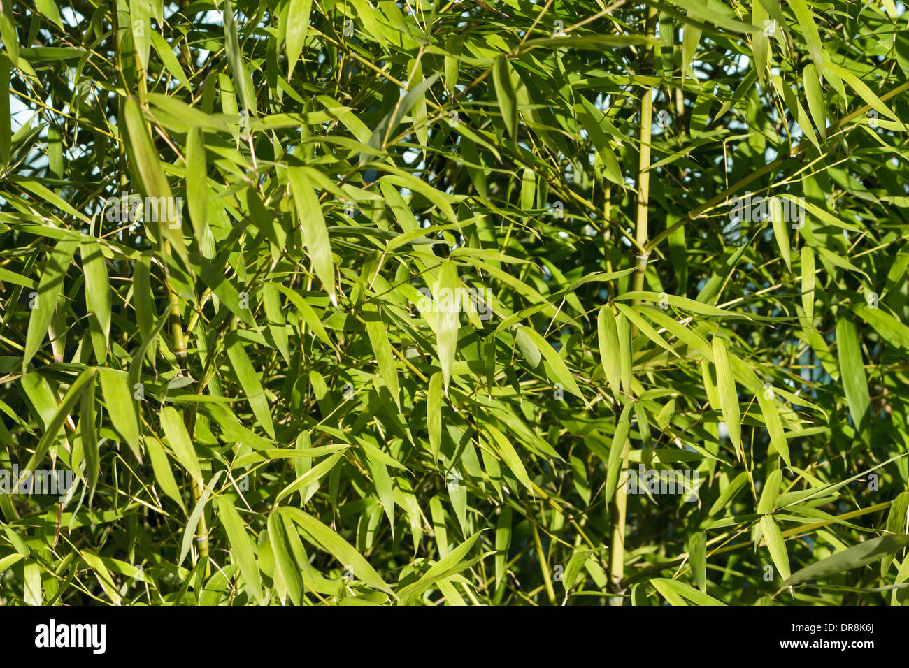 Feuilles de bambou vert Banque de photographies et d’images à haute ...