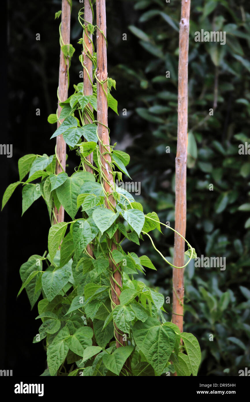 Faire pousser des haricots verts Banque de photographies et d’images à ...