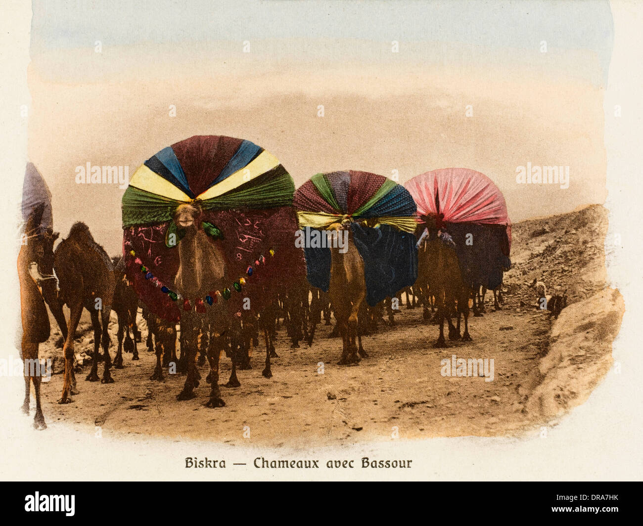 Caravane de chameaux desert algerien Banque de photographies et d ...